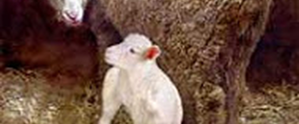 2004 Festival Art Contest Winner - Sheep and Wool Festival